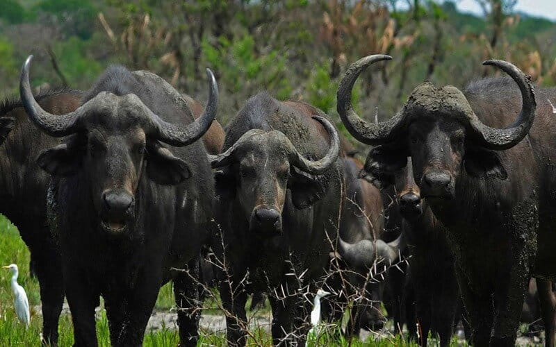 Chebera Elephant Paw Lodge