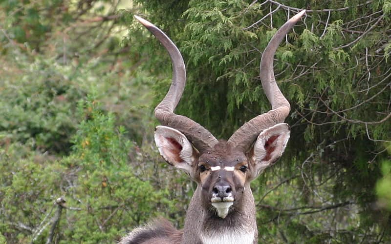 Kulubi Saint Gabriel Festival