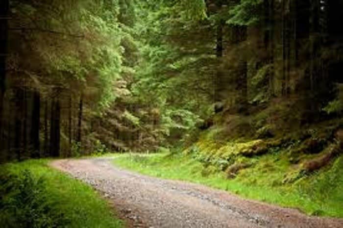 Menagesha Or Suba State Forest