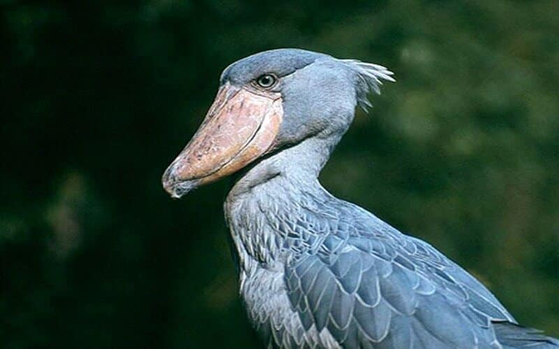 Discover Gambela National Parks